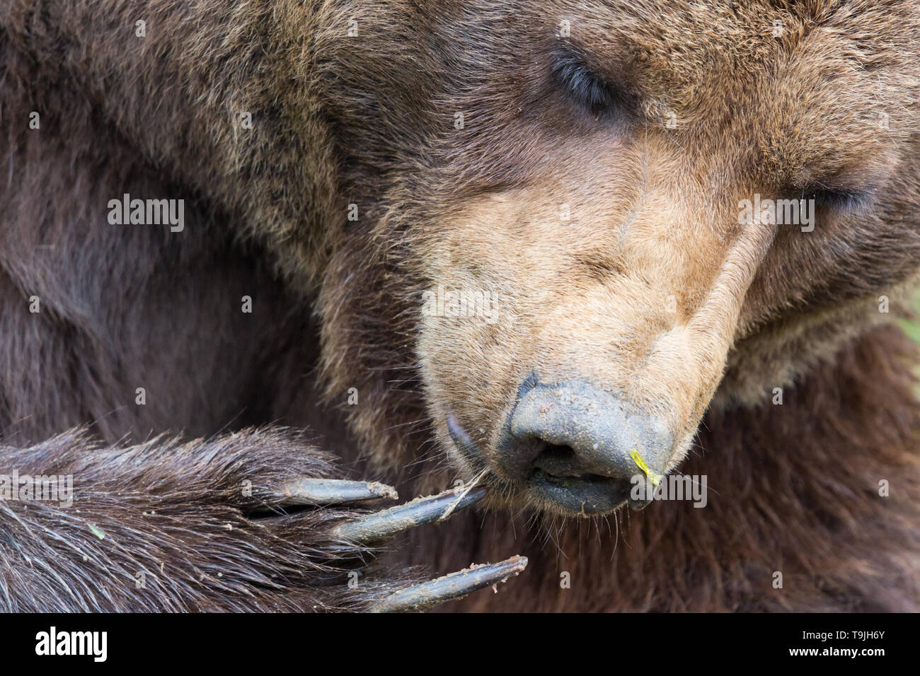 Bear snout hi-res stock photography and images - Alamy