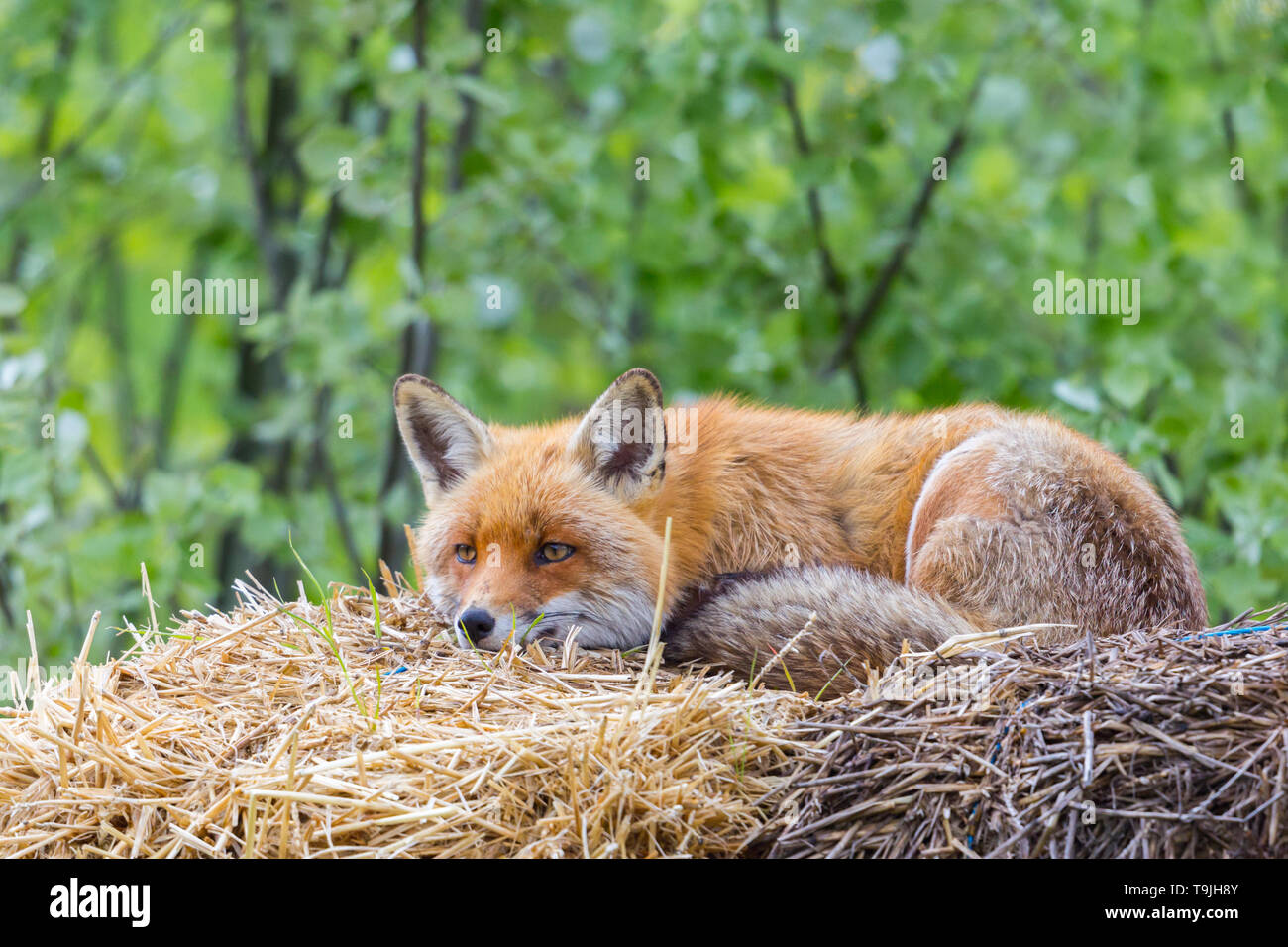 Fox up close hi-res stock photography and images - Alamy