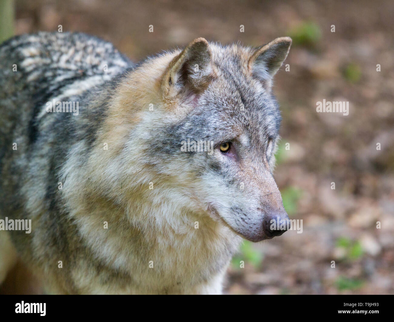 Wolf close up portrait hi-res stock photography and images - Alamy