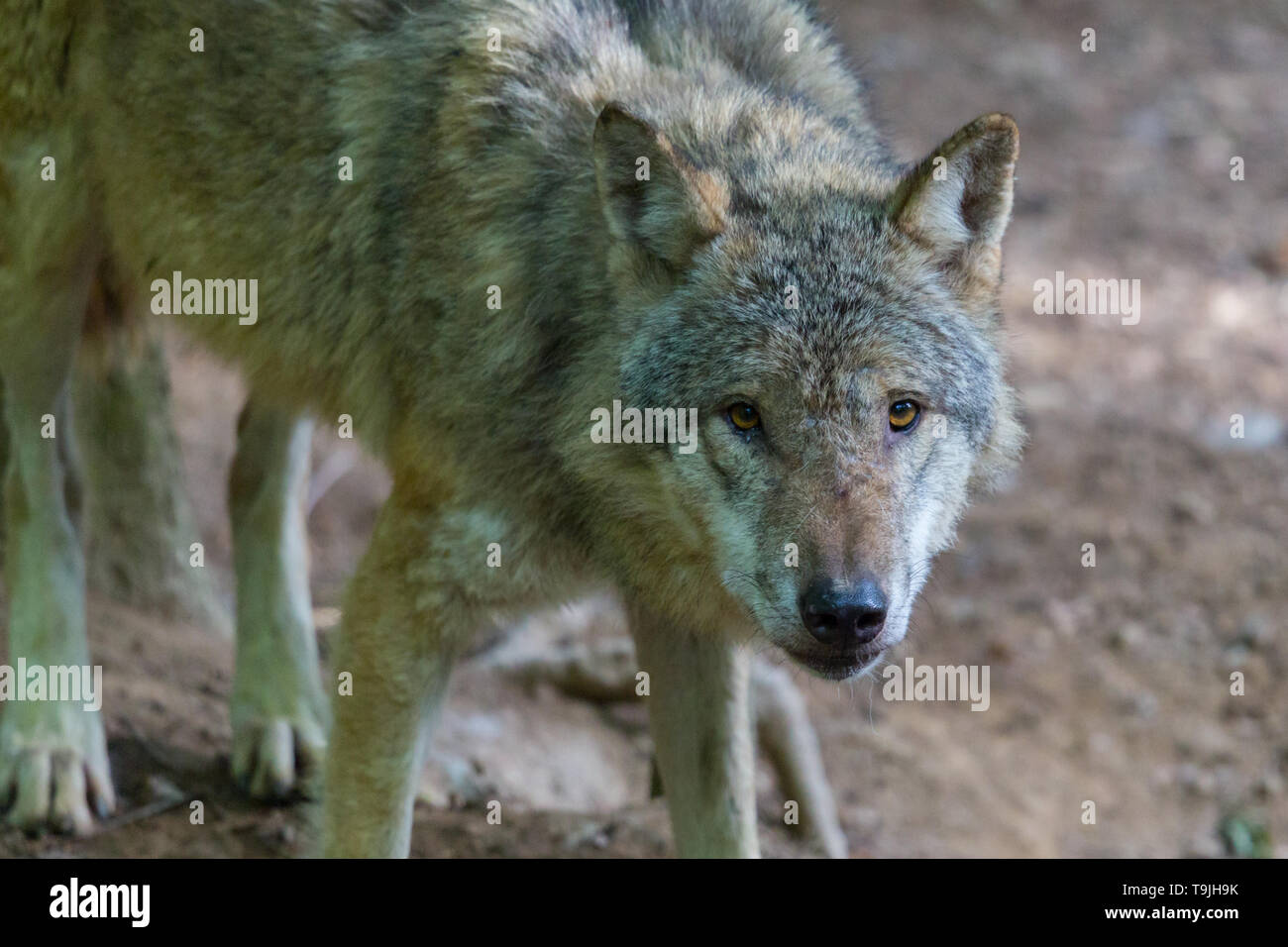 front view on standing natural wolf (canis lupus Stock Photo - Alamy