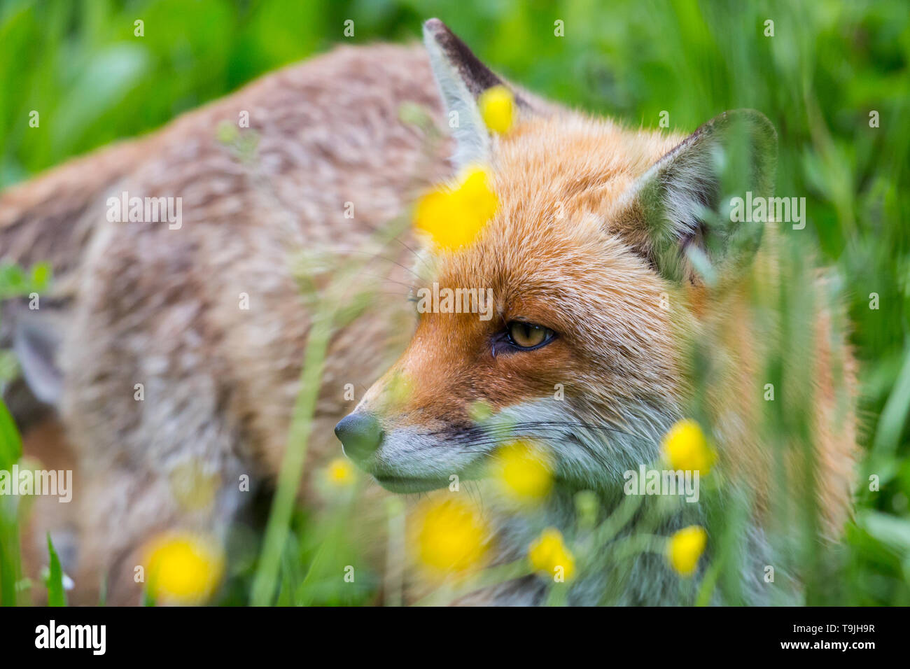 Close up look yellow hi-res stock photography and images - Alamy