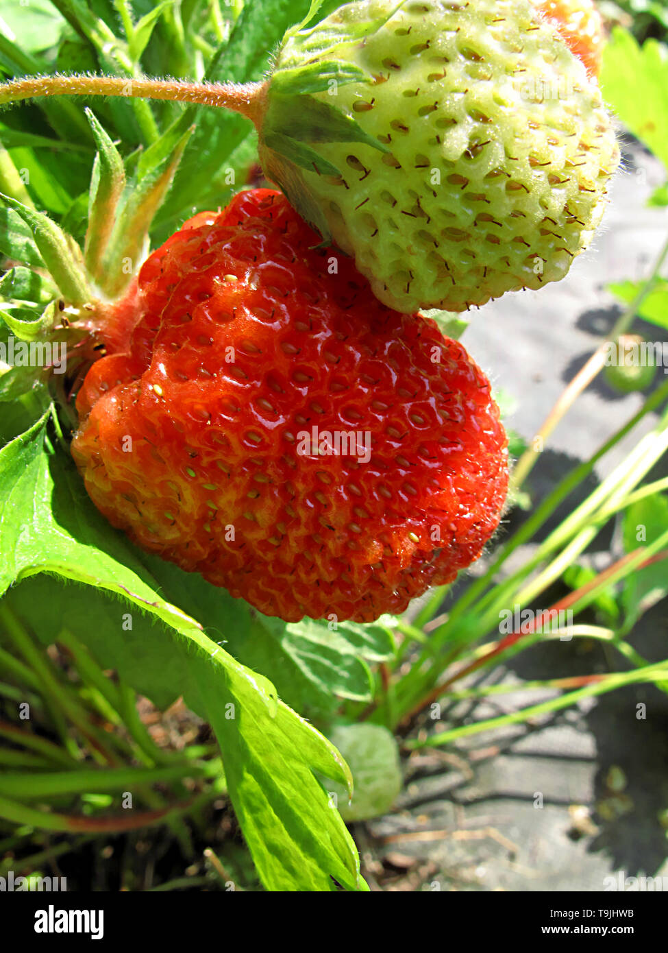 Strawberry branch hi-res stock photography and images - Alamy