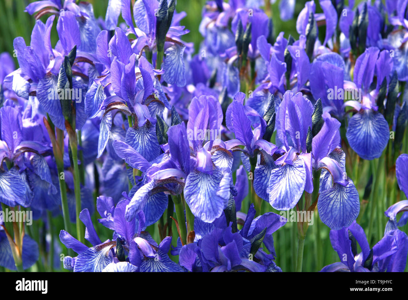 beautiful iris flowers background Stock Photo - Alamy