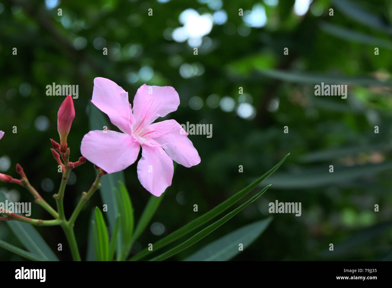 pink queen lily flower Stock Photo - Alamy