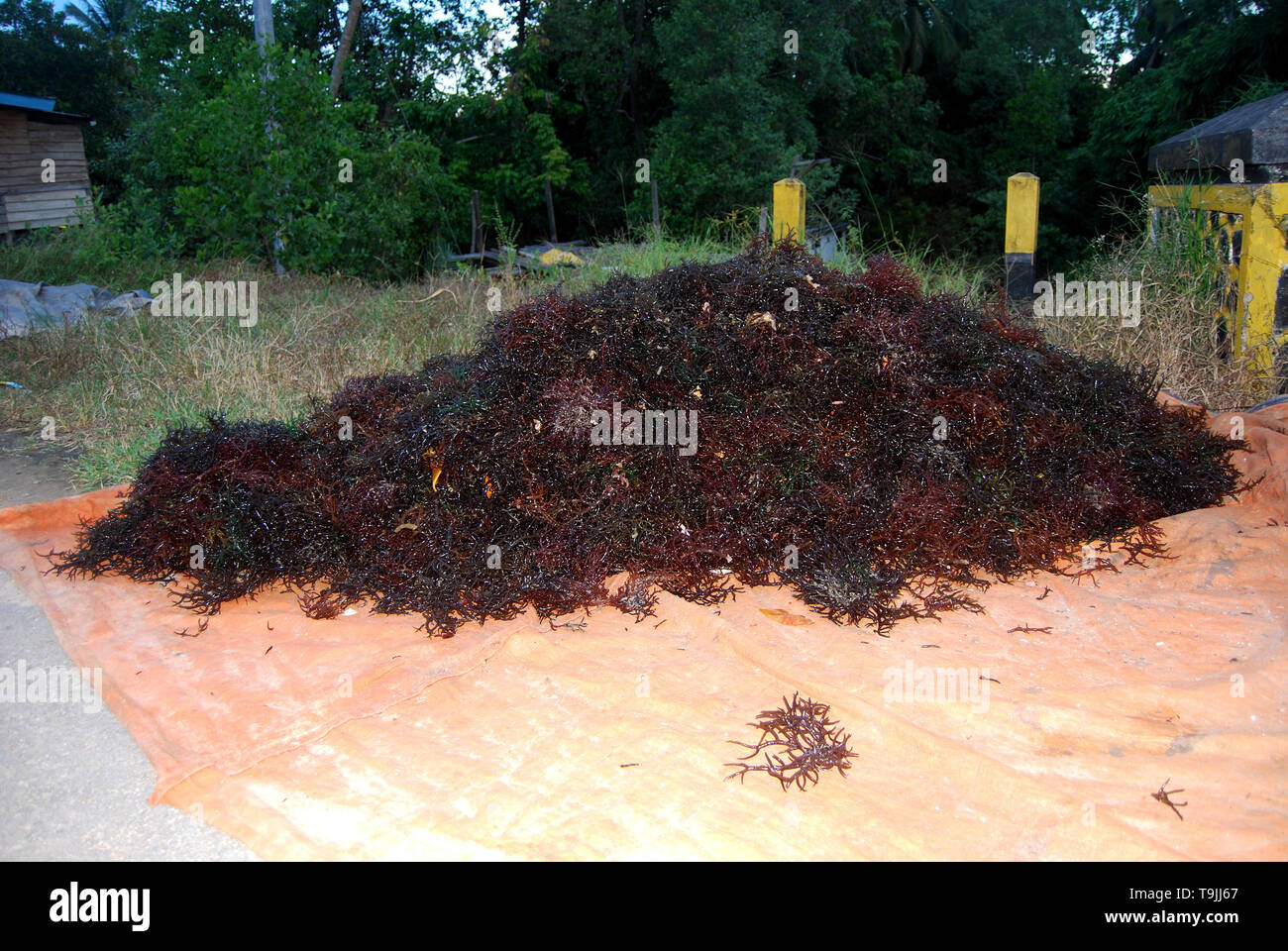 seaweed in the drying process Stock Photo - Alamy