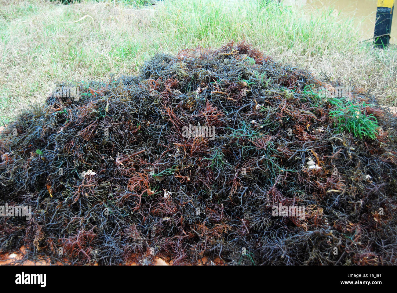 seaweed in the drying process Stock Photo - Alamy