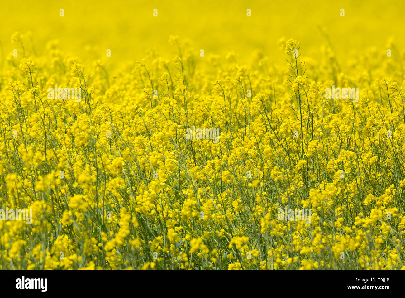 natural canola field close-up with yellow bloom Stock Photo - Alamy