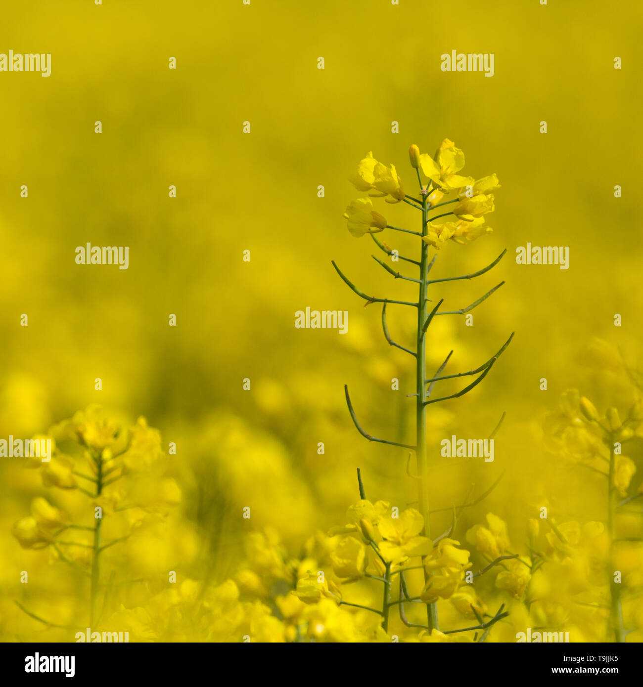 Rapeseed at bloom hi-res stock photography and images - Alamy