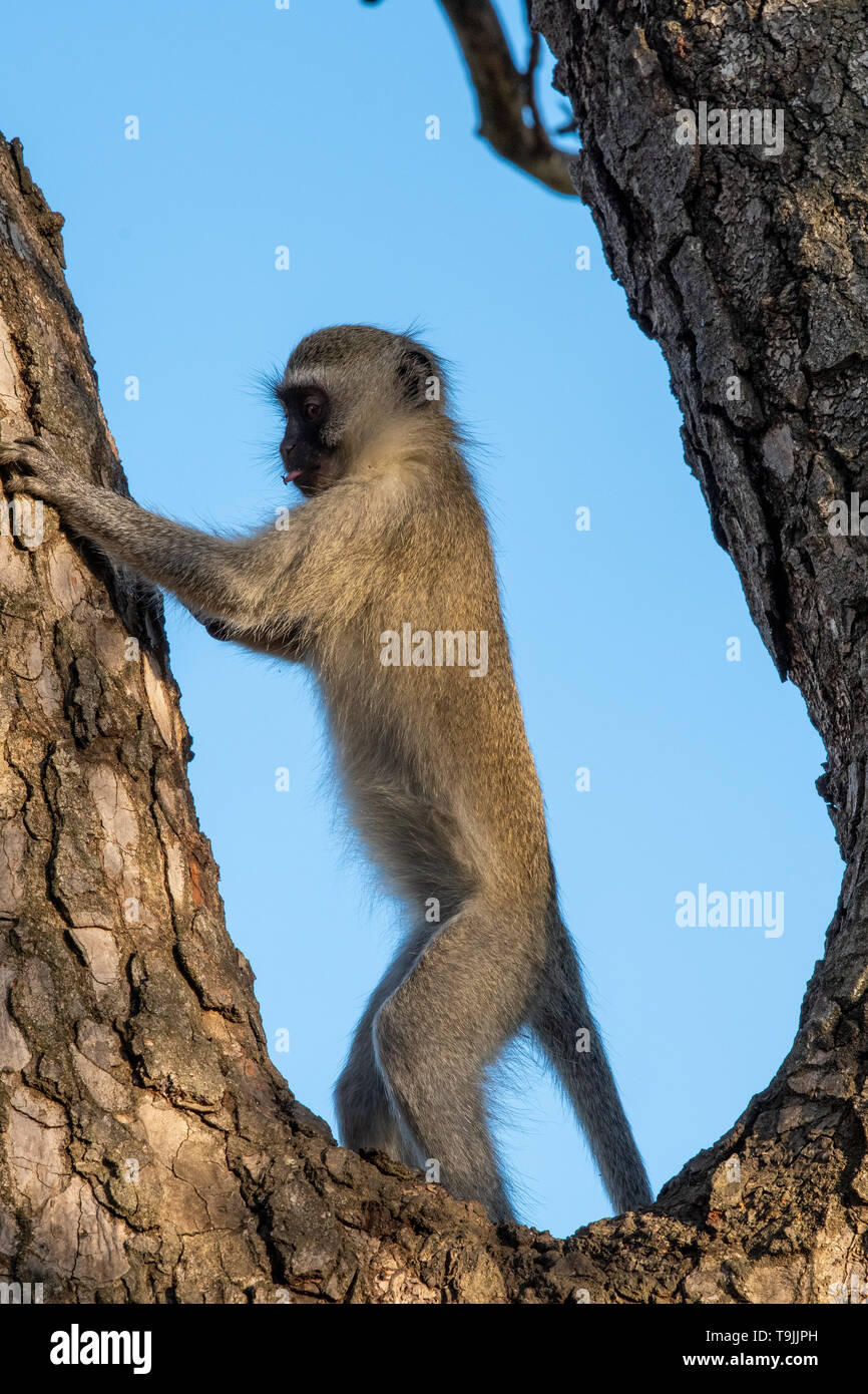 Vervet monkey bark hi-res stock photography and images - Alamy