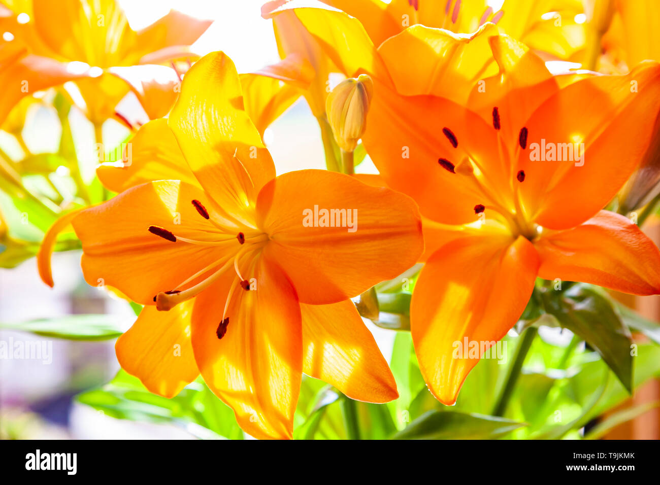 Orange Lilly flowers with limited depth of field looking vibrant Stock ...