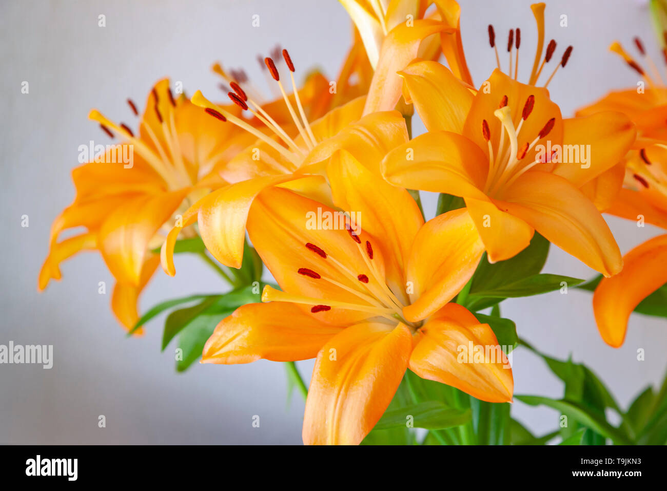 Orange Lilly flowers with limited depth of field looking vibrant Stock ...