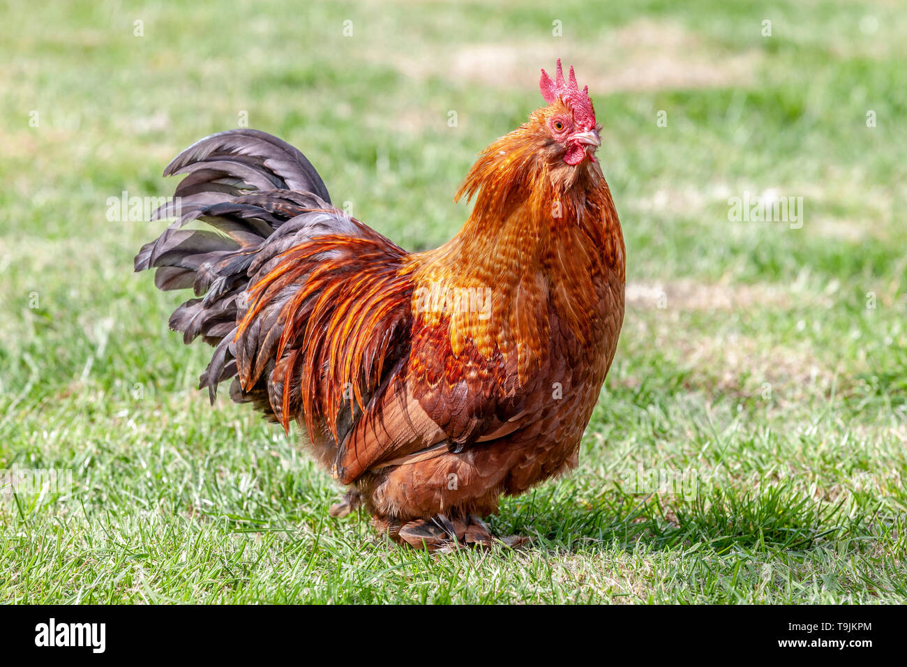 Lohmann Brown Rangers Stock Photo - Alamy