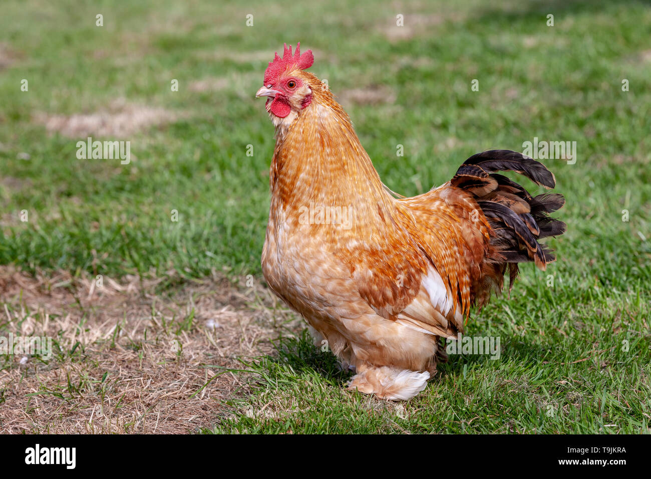 Lohmann Brown Rangers Stock Photo - Alamy