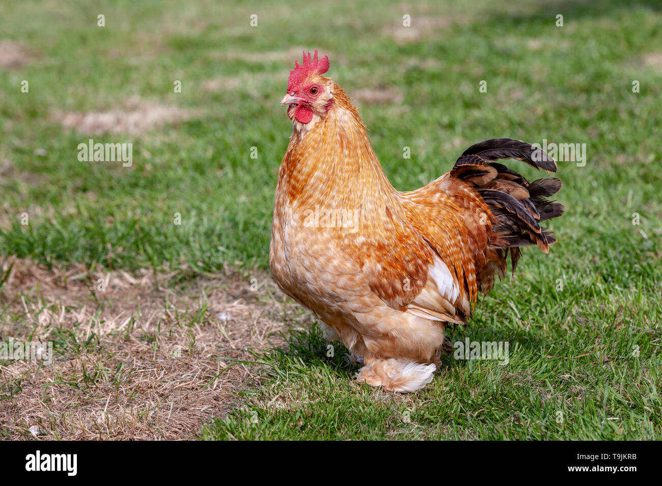 Lohmann Brown Rangers Stock Photo - Alamy