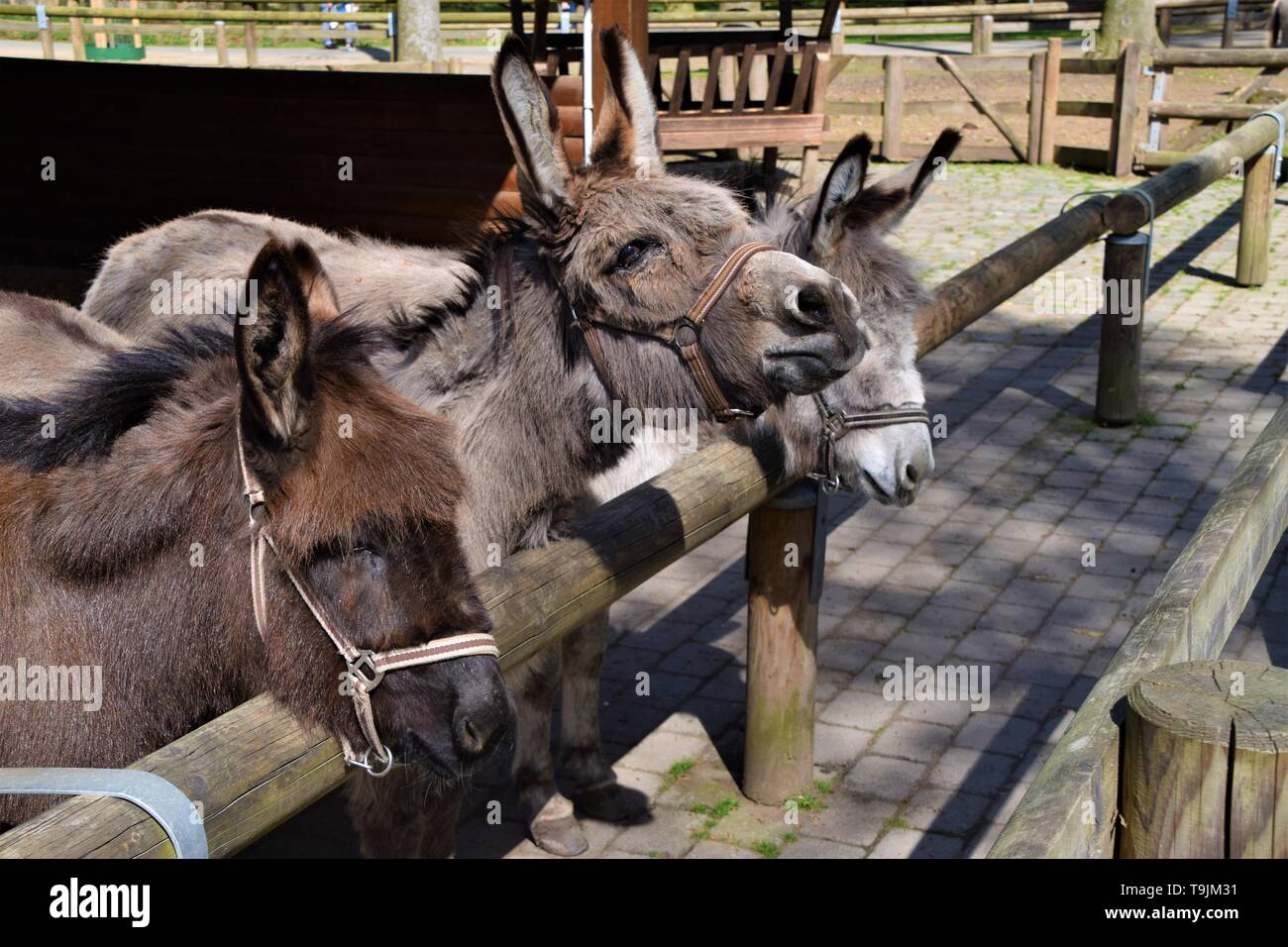 Grey donkeys in animal park farm barn daytime closeup Stock Photo - Alamy