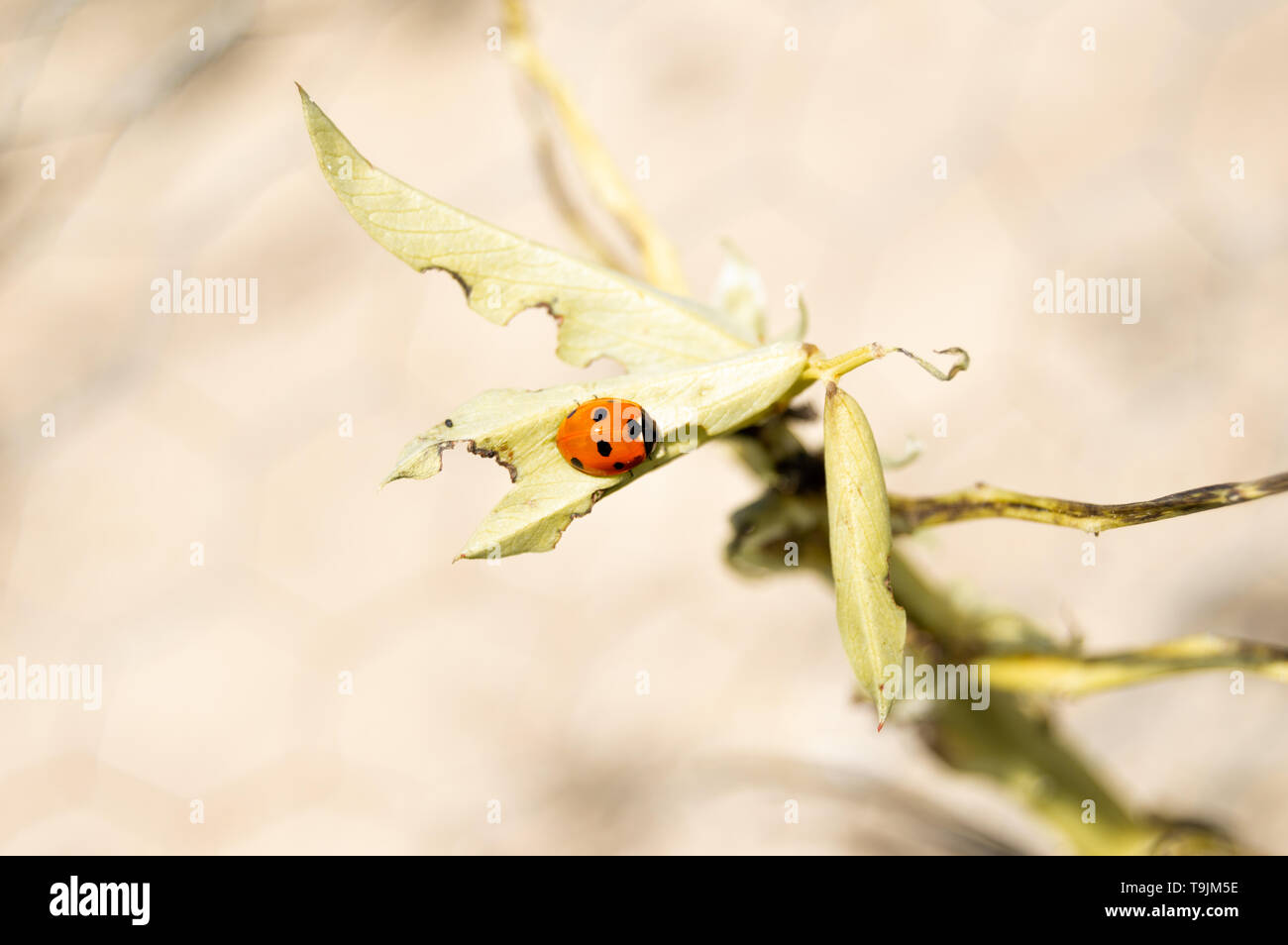 Cute orange ladybug on the leaves of a plant with very soft and blur ...