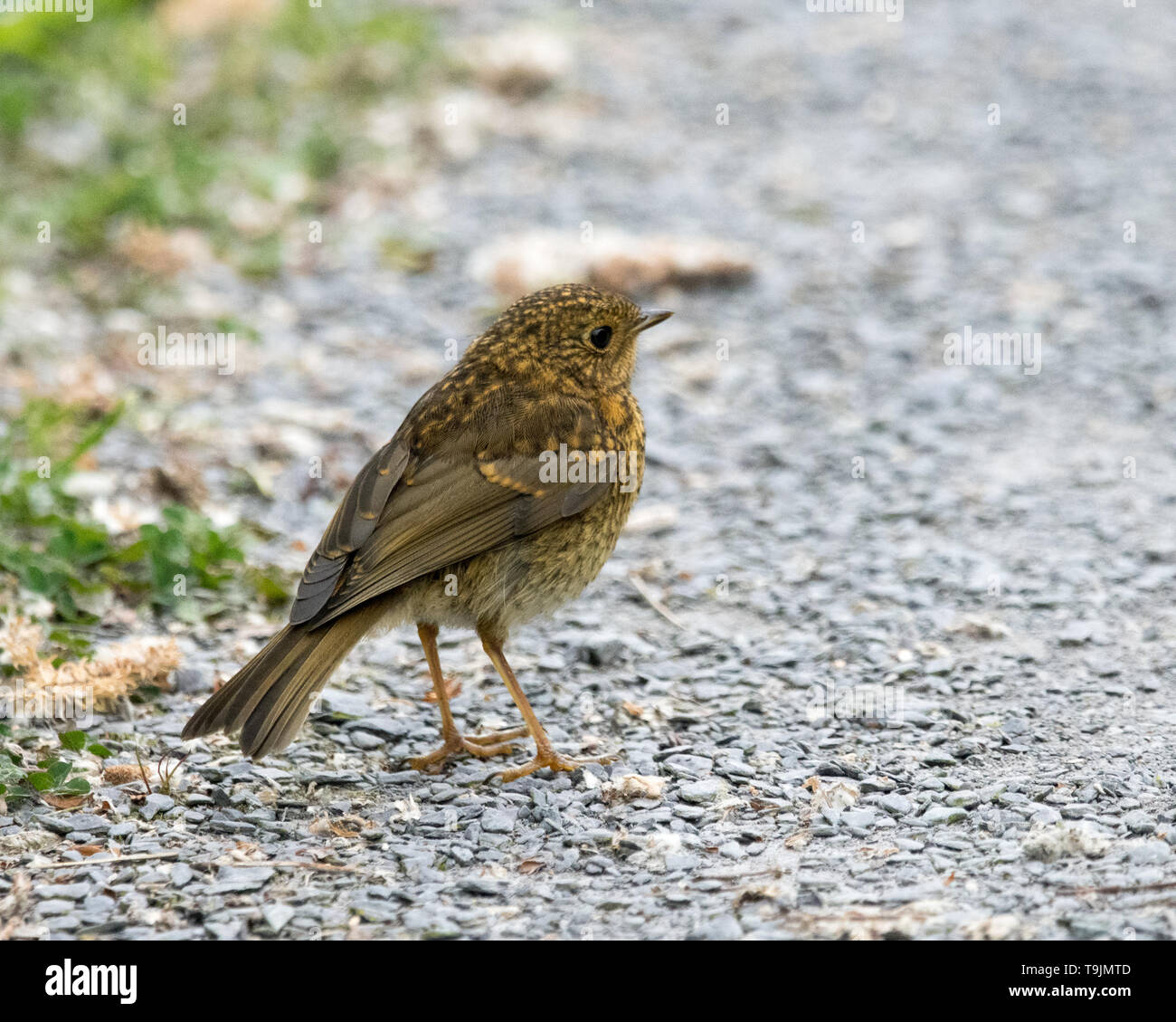 Young robin speckled feathers hi-res stock photography and images - Alamy