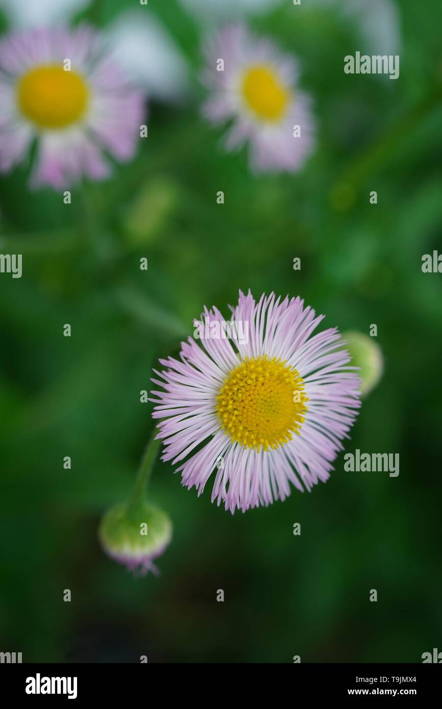 Purple wild daisy hi-res stock photography and images - Alamy