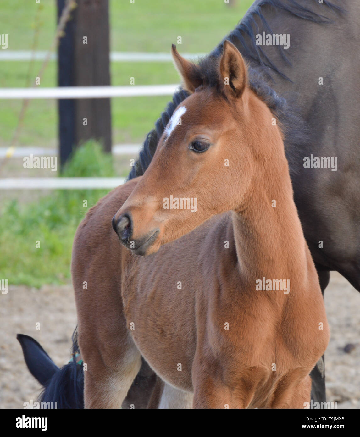 Foal farm hi-res stock photography and images - Alamy