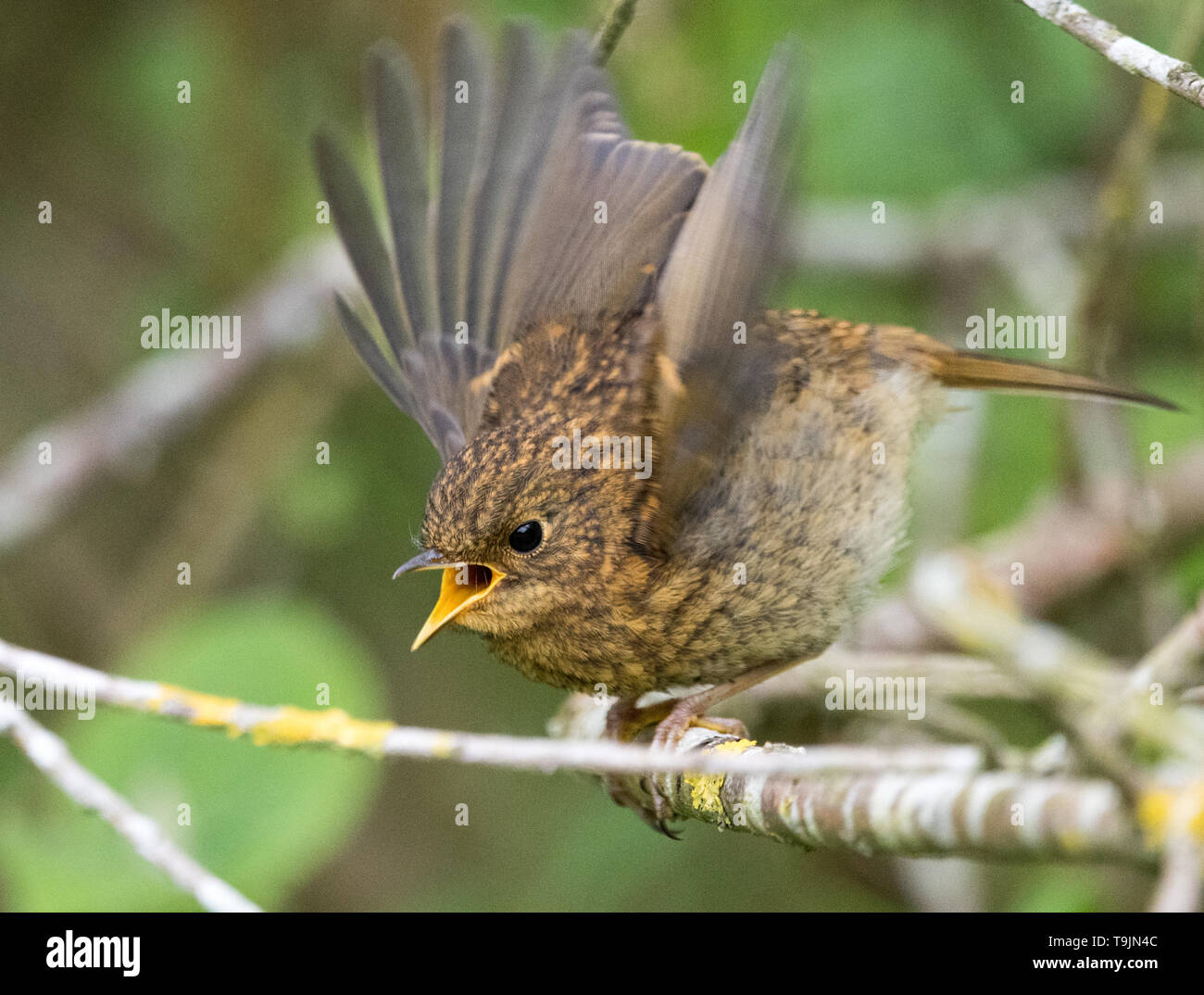 Young robin speckled feathers hi-res stock photography and images - Alamy