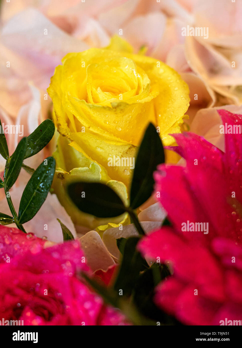 Beautiful yellow roses in bouquet with the multicolor various flowers ...