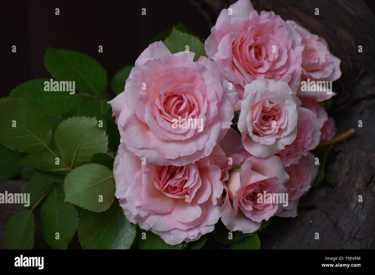 Dark pink roses against light wood backdrop - right of frame Stock ...