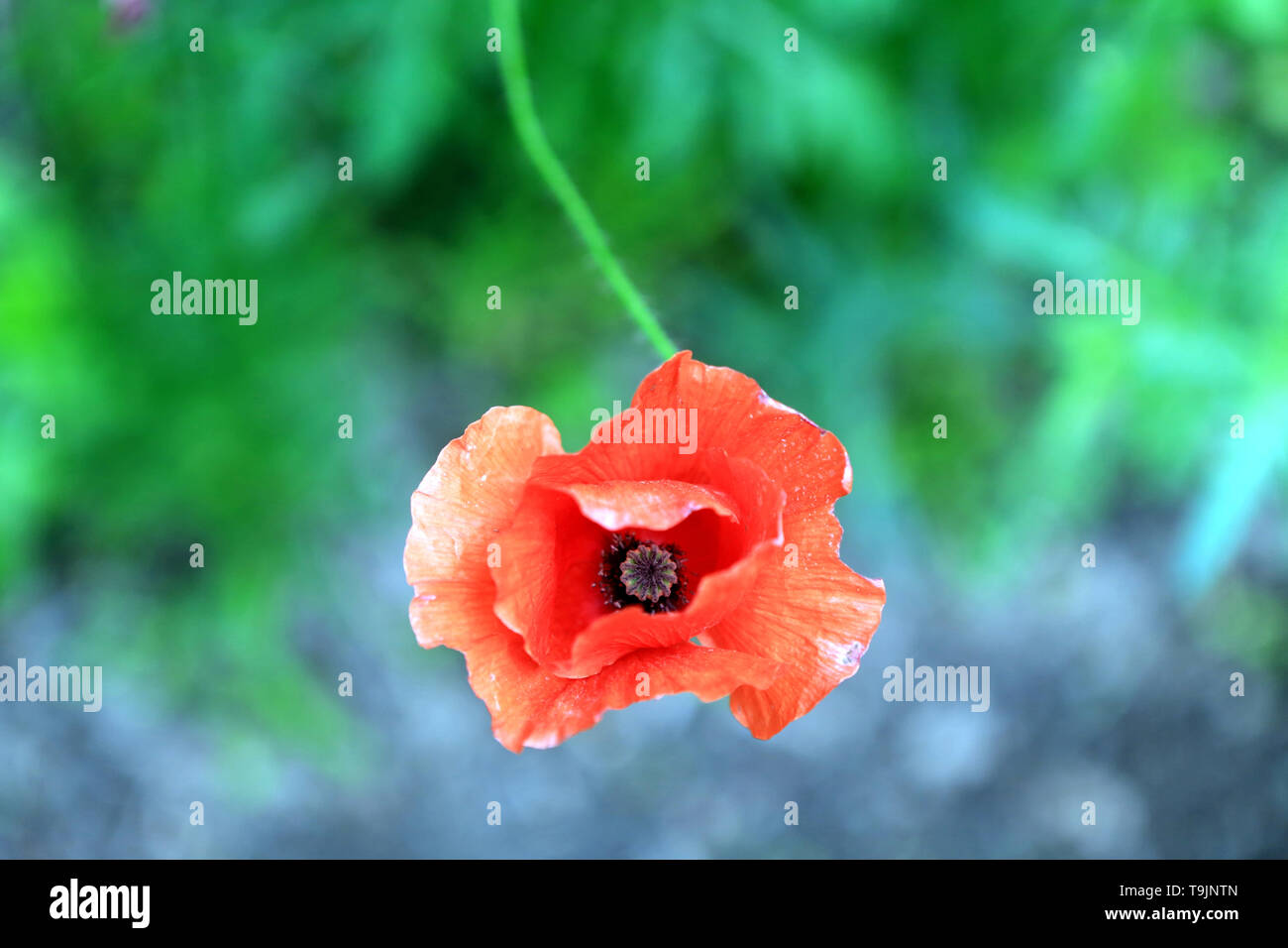 Coquelicot flower hi-res stock photography and images - Alamy