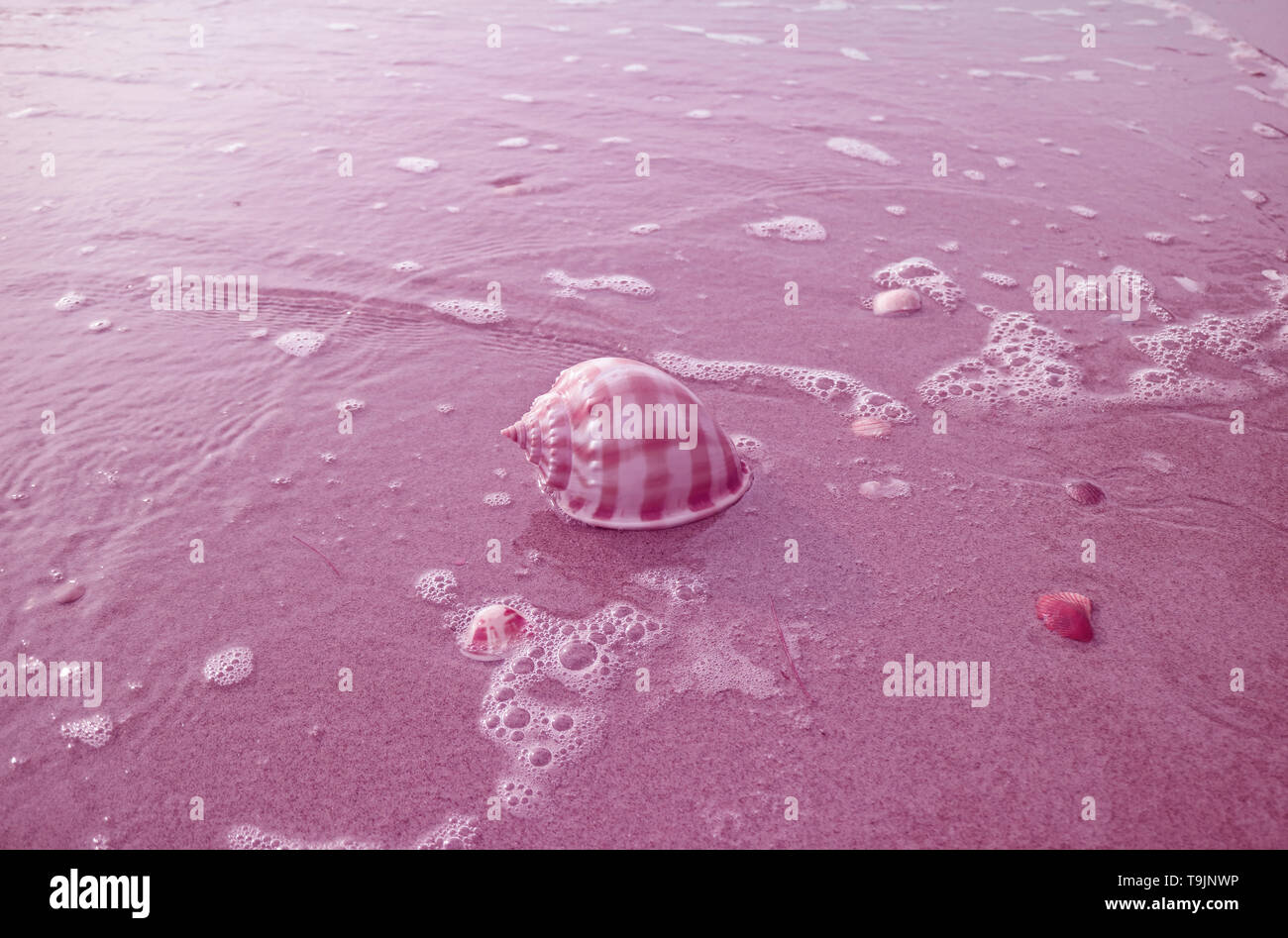 Scotch Bonnet Shell Isolate on Sand Beach with Seafoam in Pastel ...