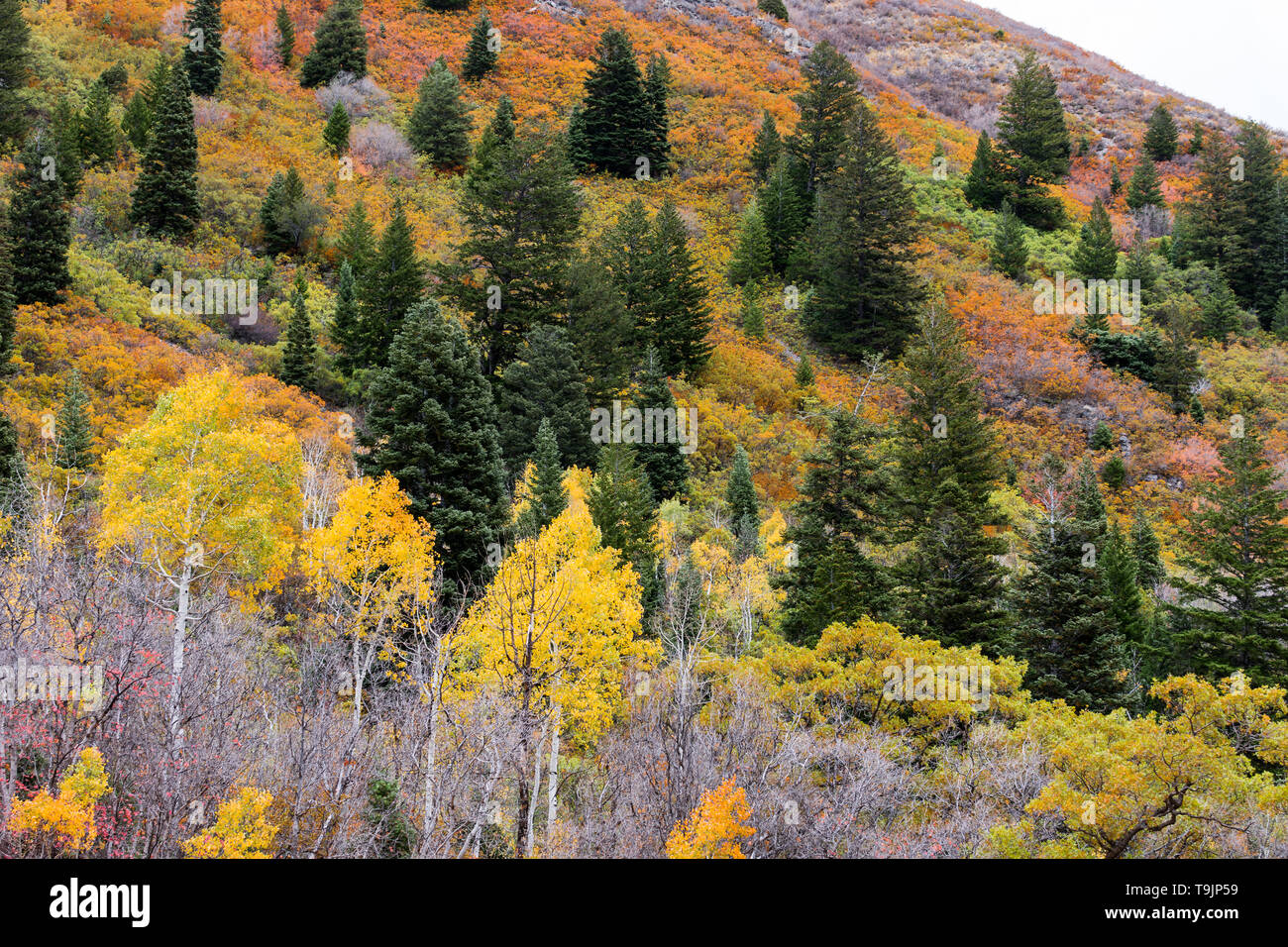 Birch and evergreens hi-res stock photography and images - Alamy