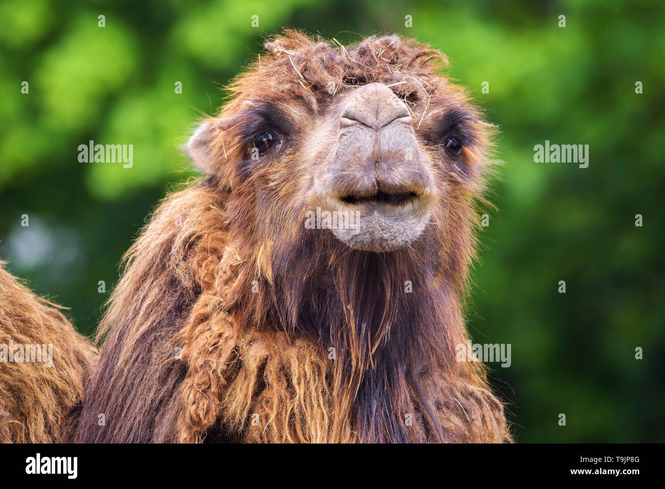 Bactrian camel hi-res stock photography and images - Alamy