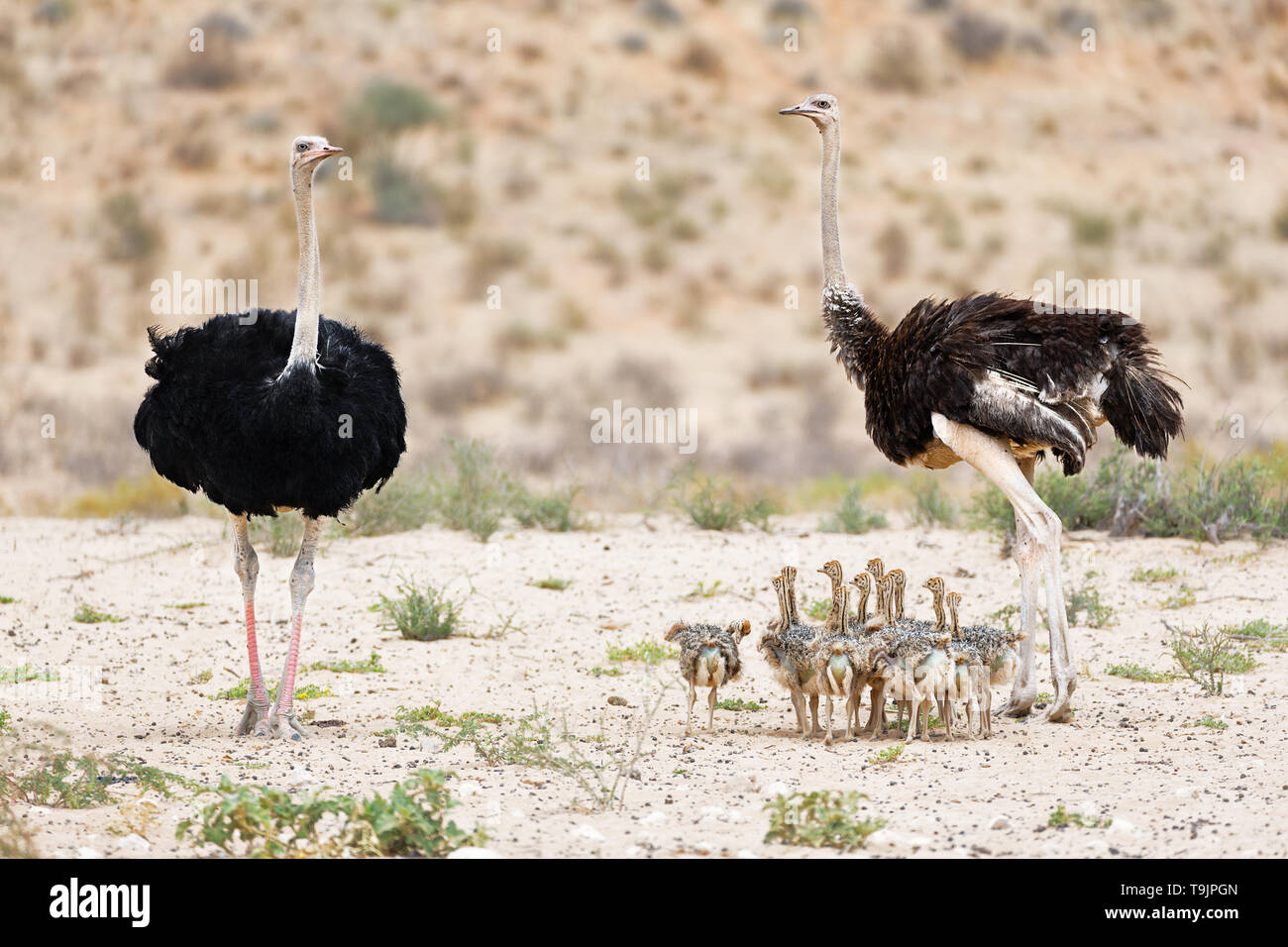 South african black ostrich large hi-res stock photography and images ...