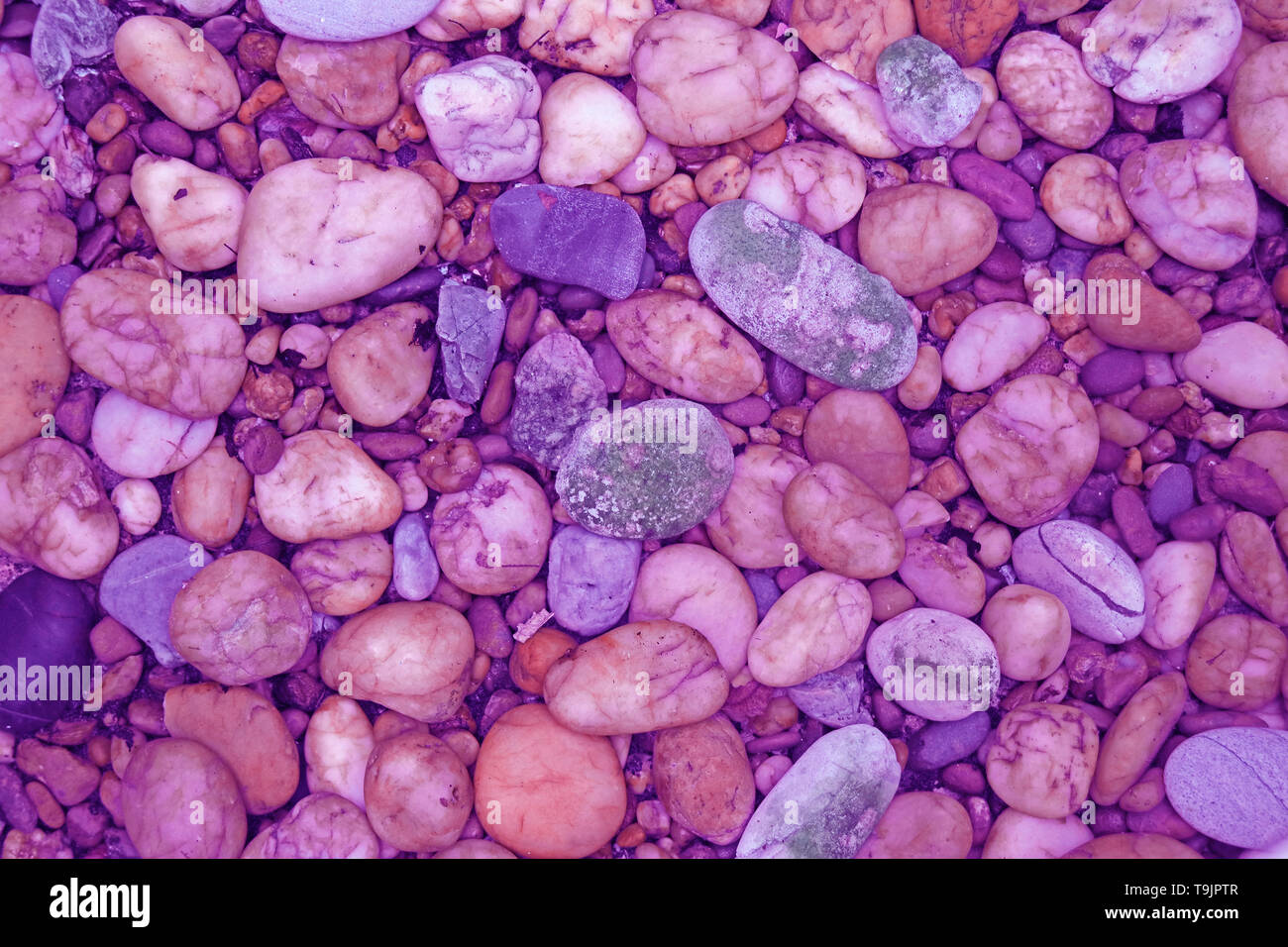 Pebble Stones Walkway in Pink and Purple Tone for Background or ...