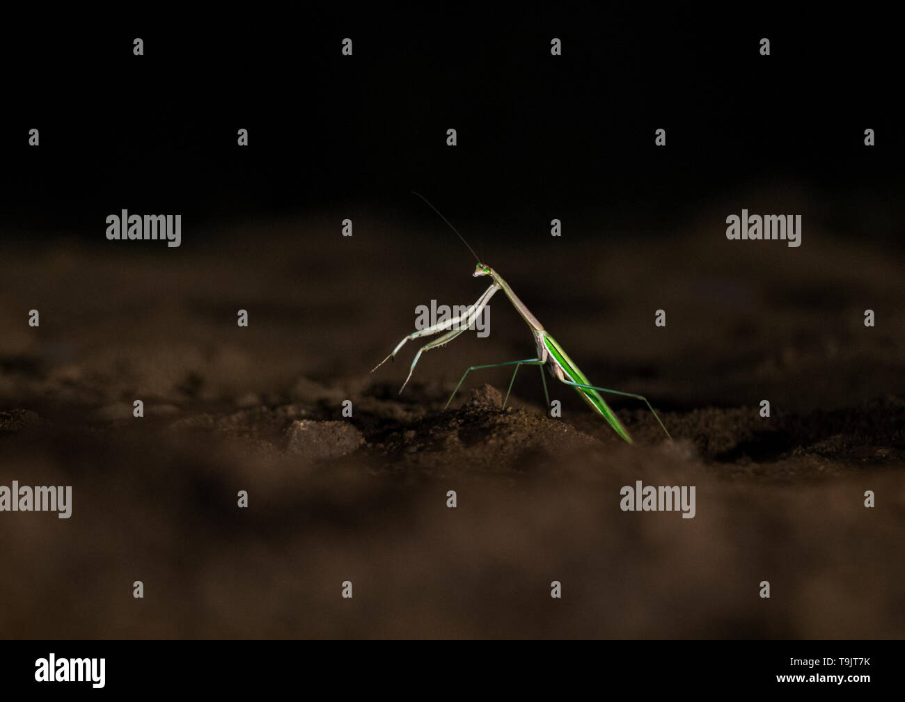 Praying mantis hunting hi-res stock photography and images - Alamy