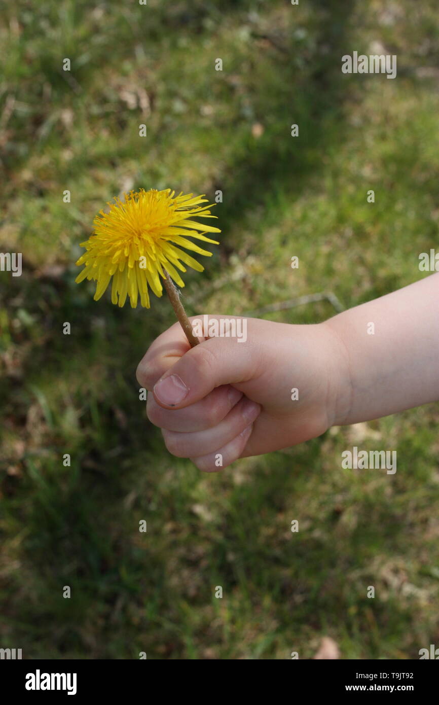 Hand holding dandelion close up hi-res stock photography and images - Alamy