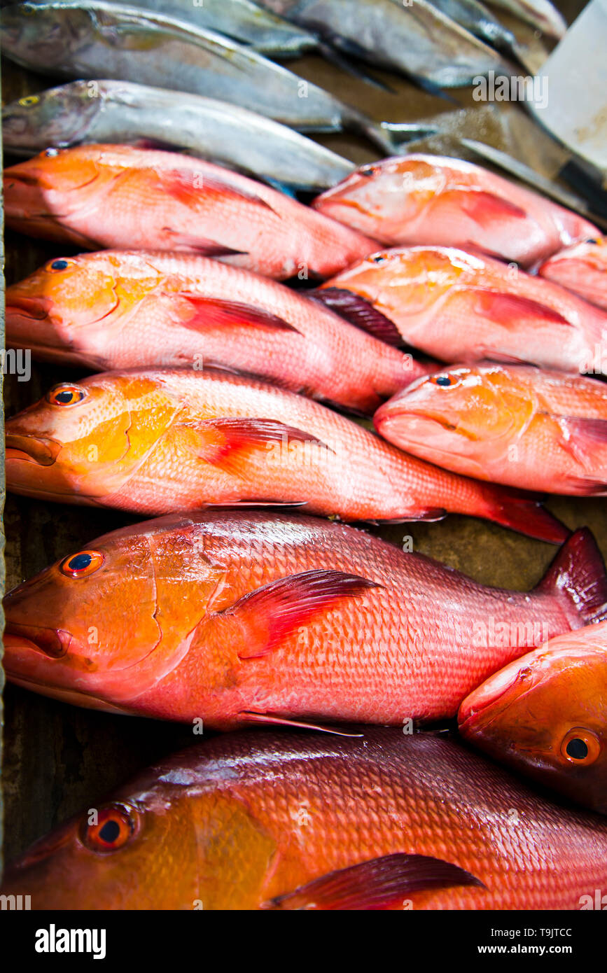 Bourgeois red snapper hi-res stock photography and images - Alamy