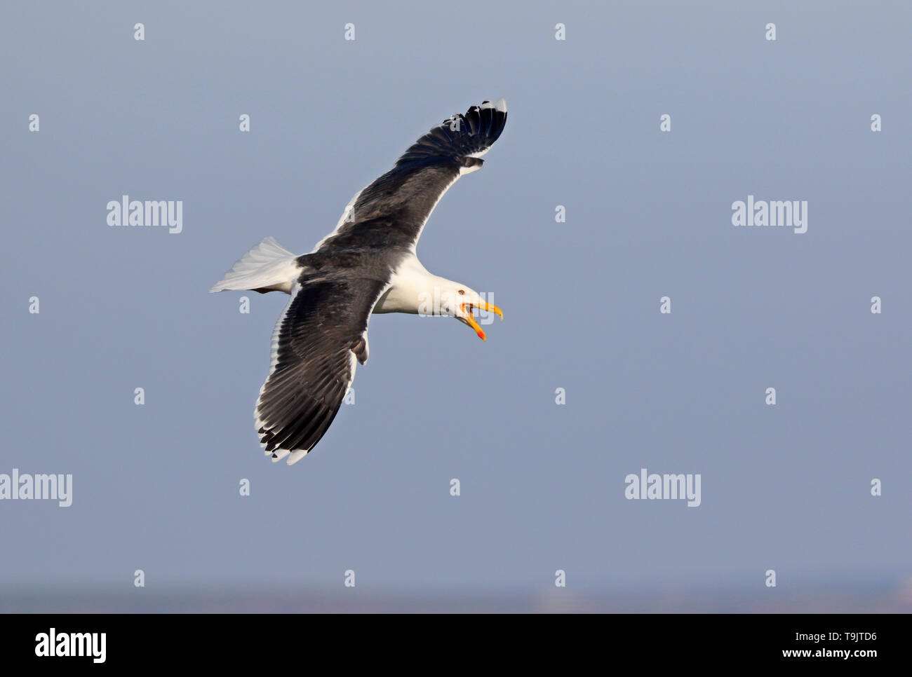 Adult Great Black-backed Gull calling in flight on Skokholm Island ...