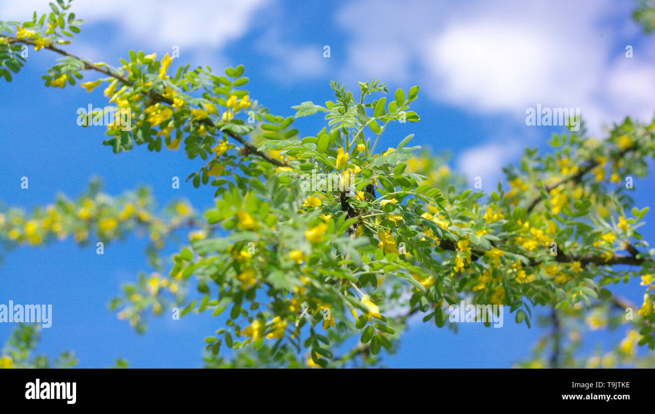 yellow acacia at Spring Stock Photo - Alamy