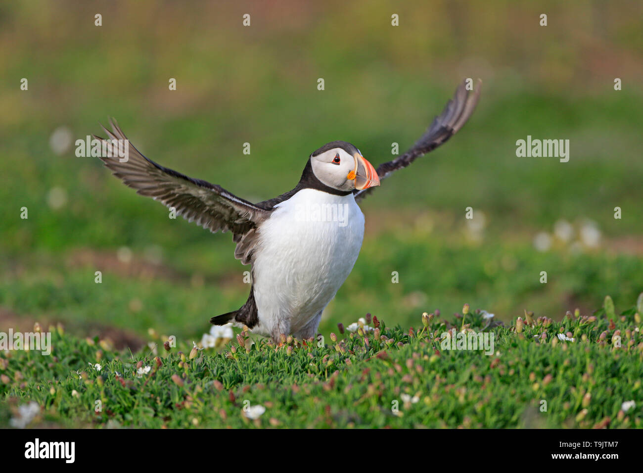 Flapping flap wings hi-res stock photography and images - Alamy