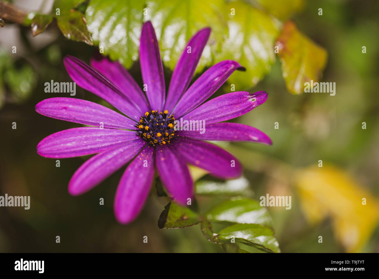 Purple daisy in the garden Stock Photo - Alamy