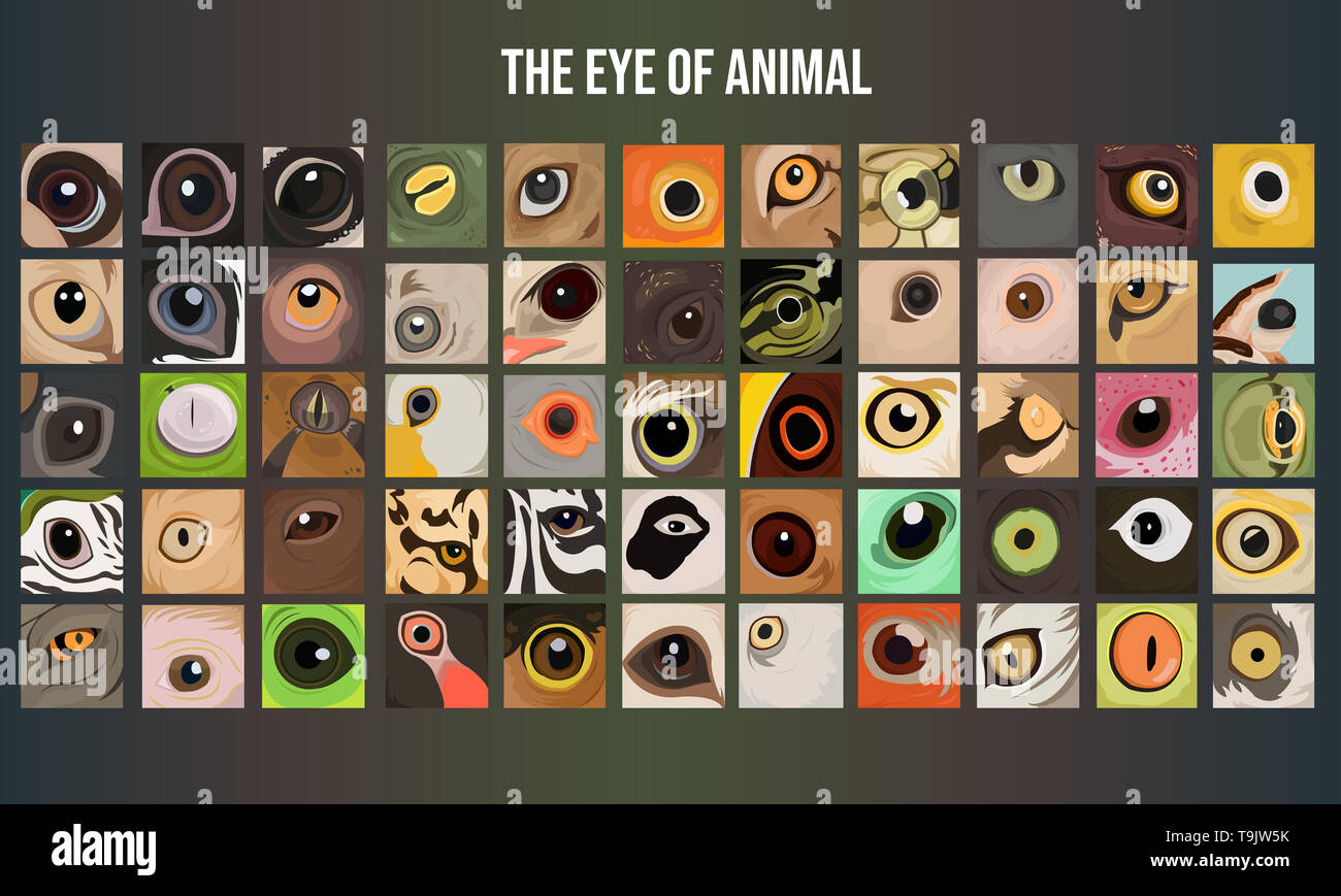 Vector Illustration of The eye animal of the world Stock Photo - Alamy