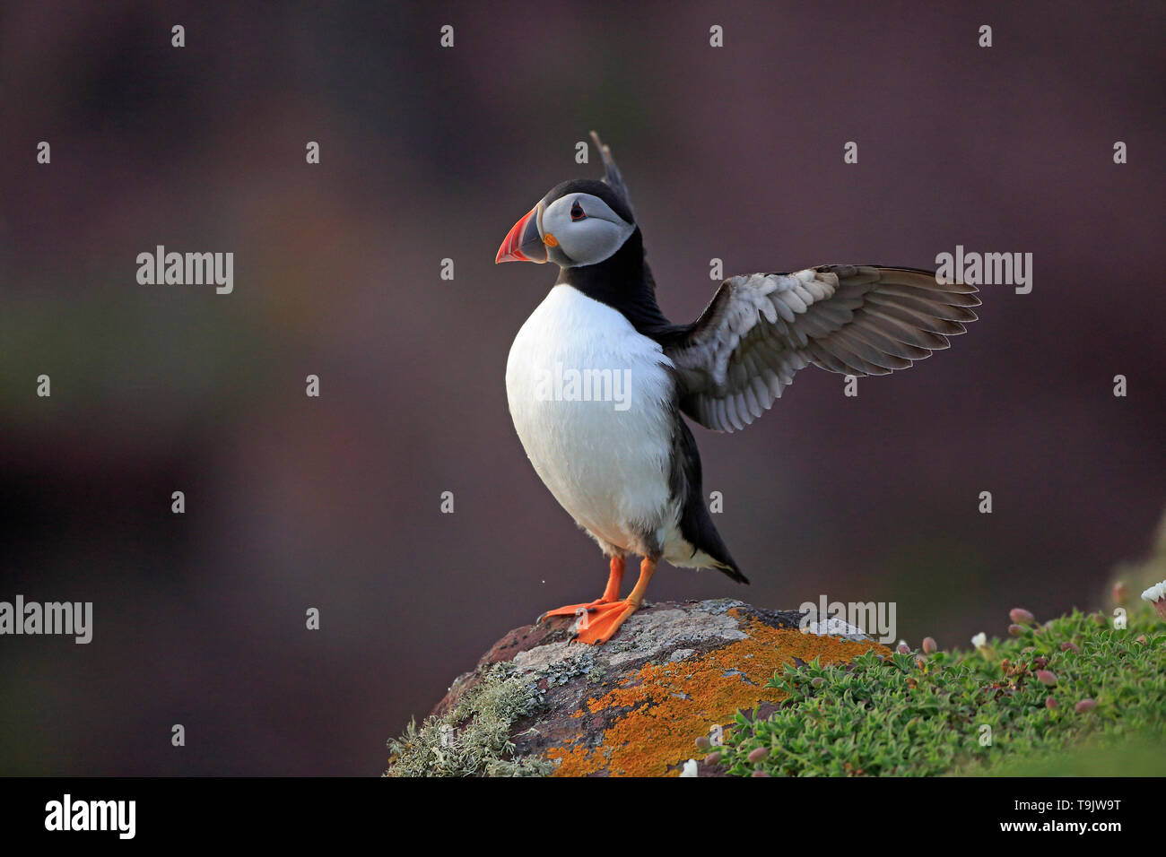 Atlantic Puffin with wings out on a rock at Skokholm Island Wales Stock ...