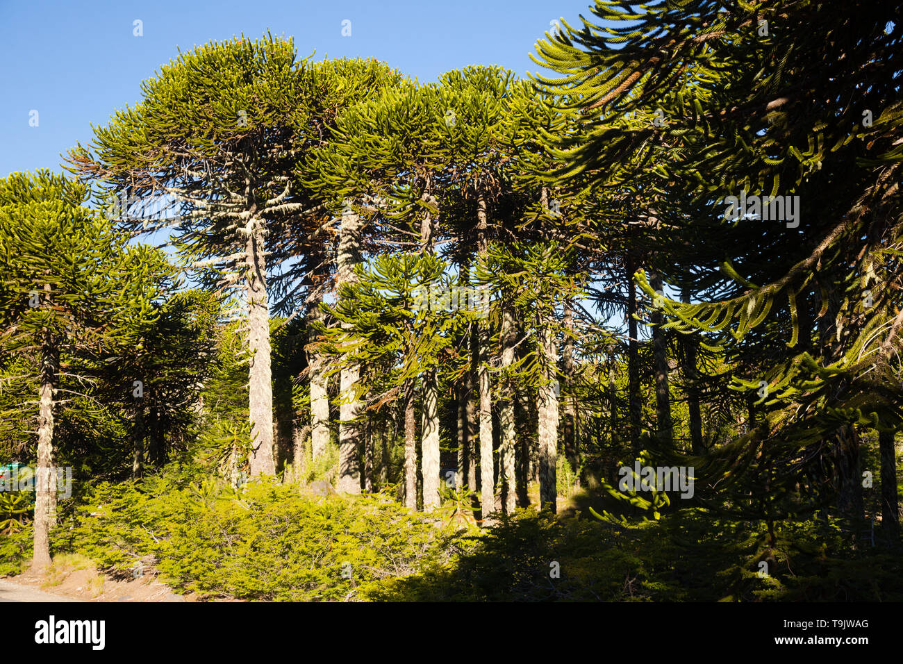 Trees at foot of Andes mountains near border with Chile. Patagonia ...