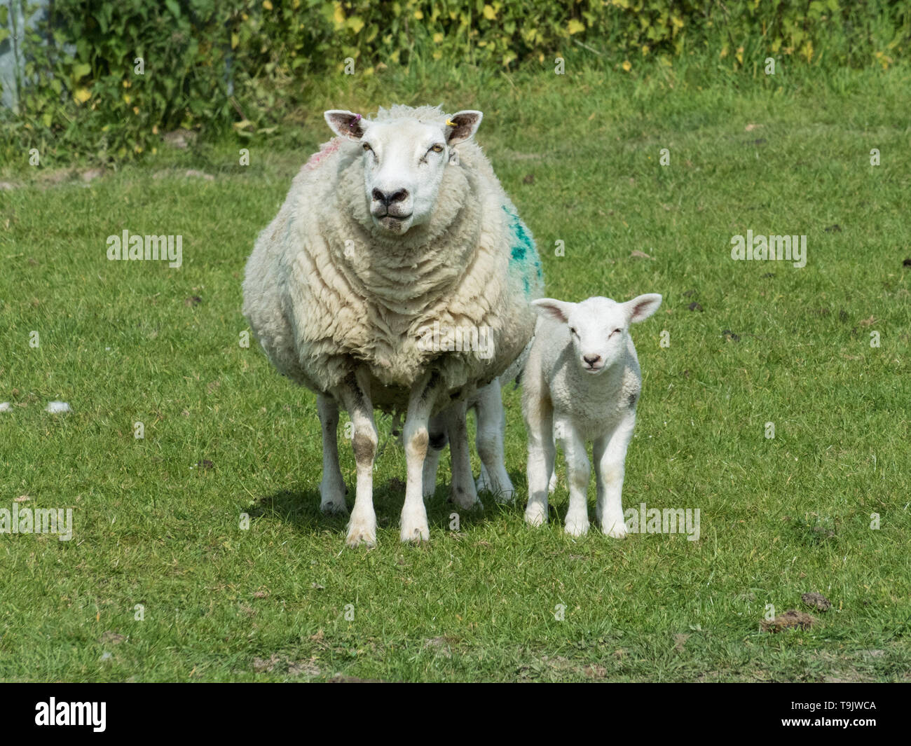 Lleyn sheep near Kingston Deverill, Wiltshire Stock Photo - Alamy