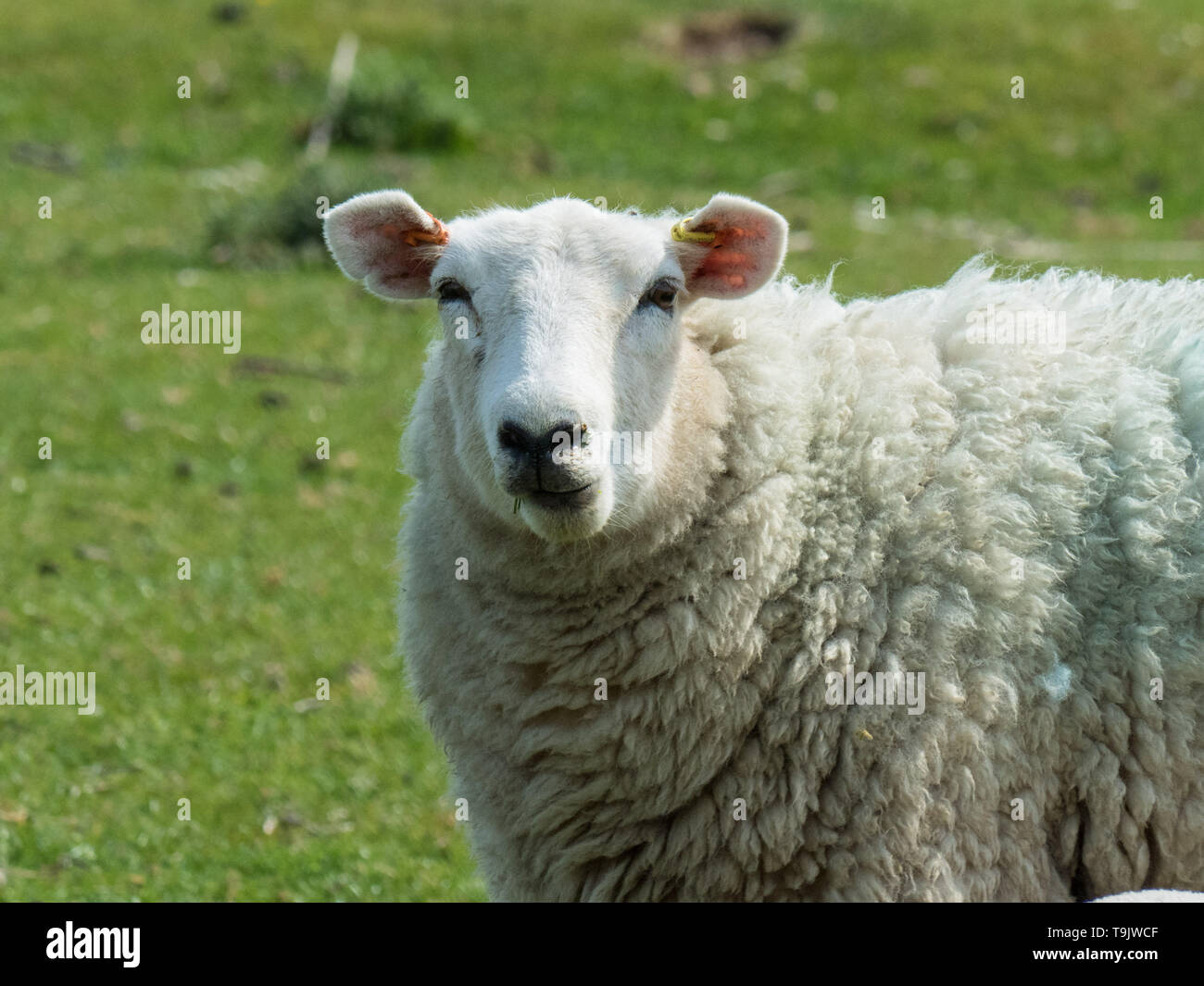 Kingston deverill hi-res stock photography and images - Alamy