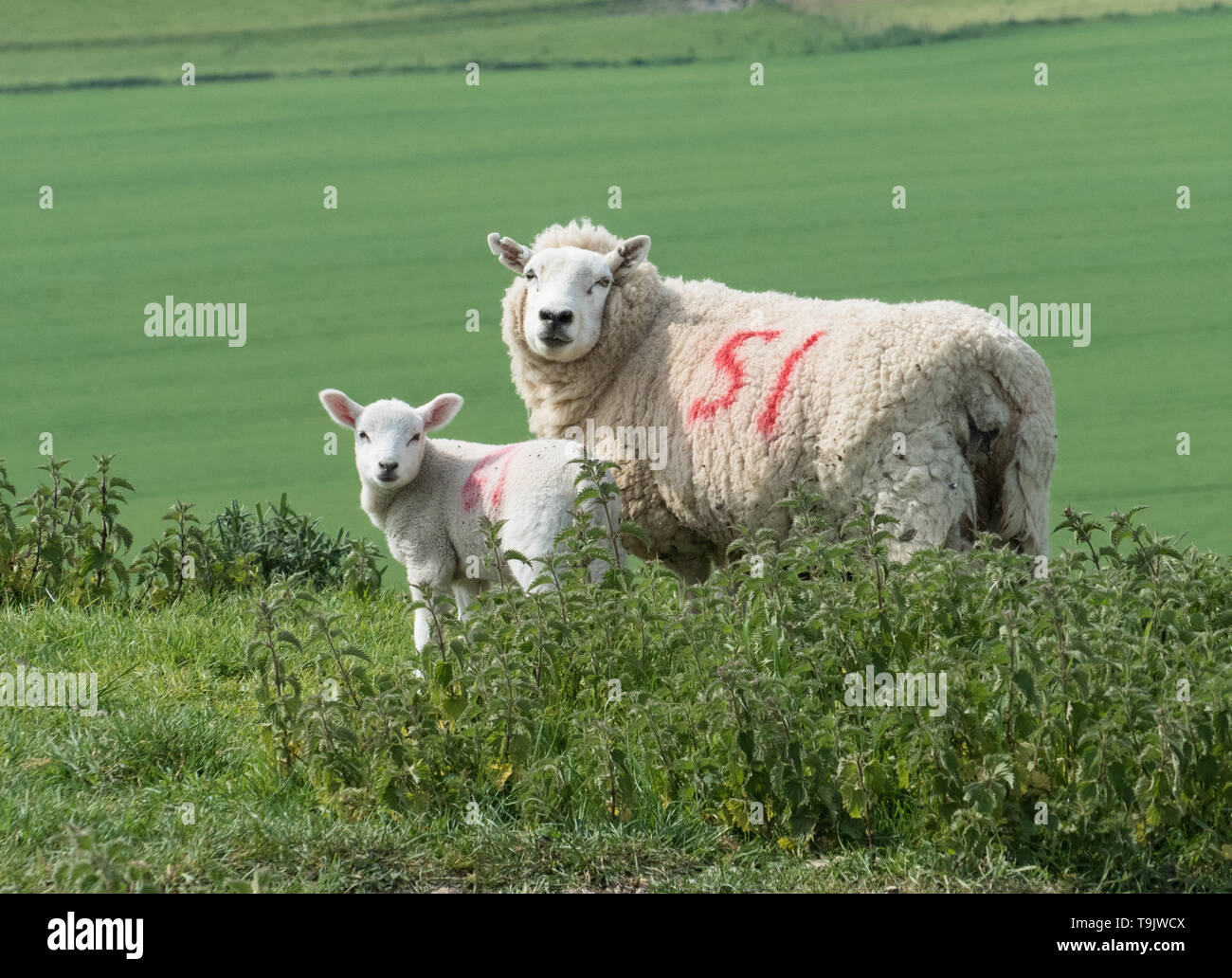 Lleyn sheep near Kingston Deverill, Wiltshire Stock Photo - Alamy