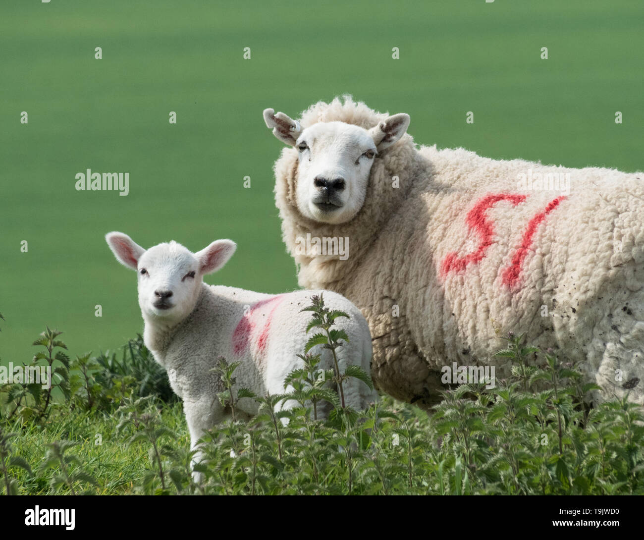 Spring lambs wiltshire hi-res stock photography and images - Alamy