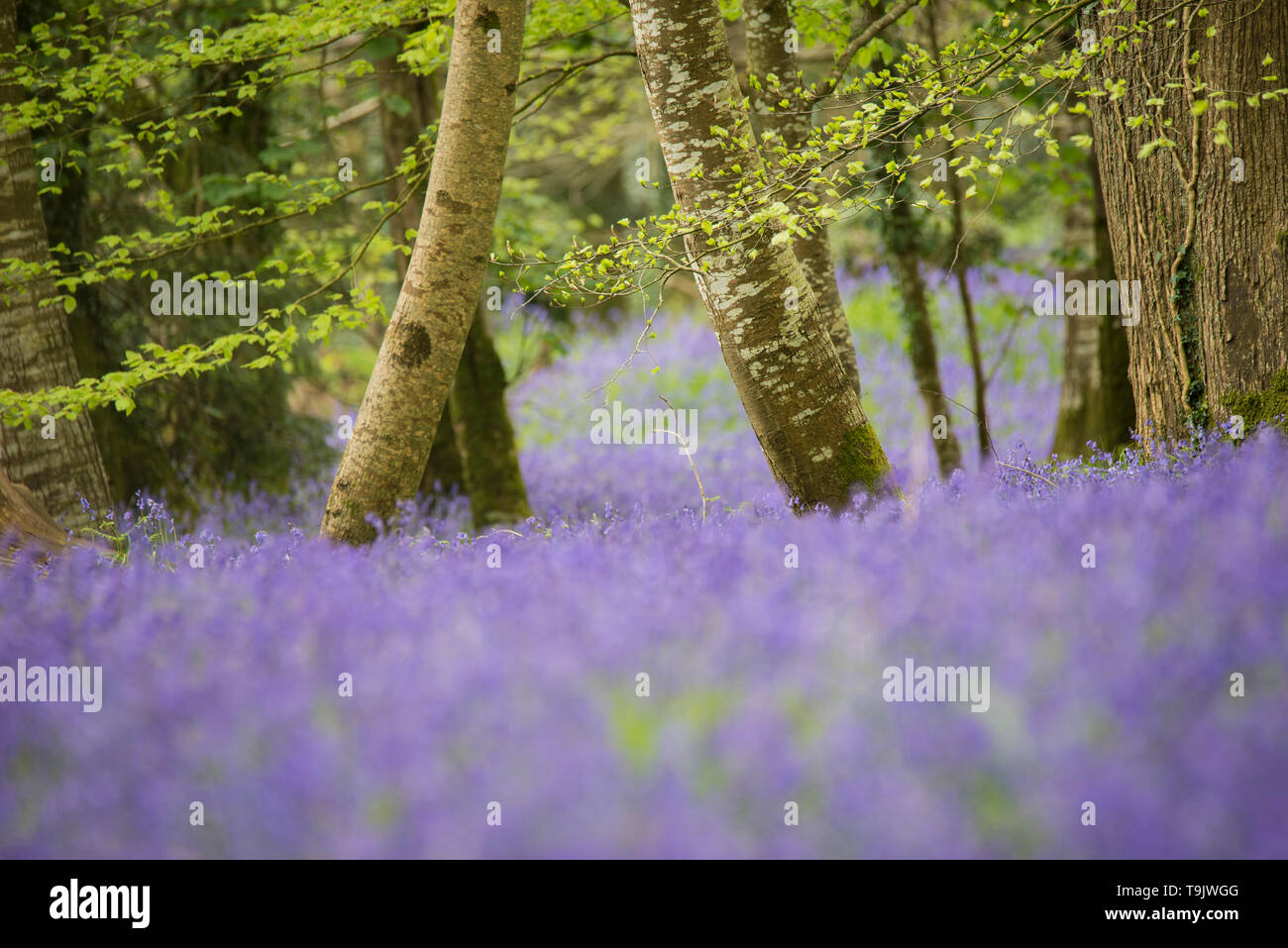 Bluebells in the springtime woodlands, Lanhydrock, Cornwall, UK Stock ...