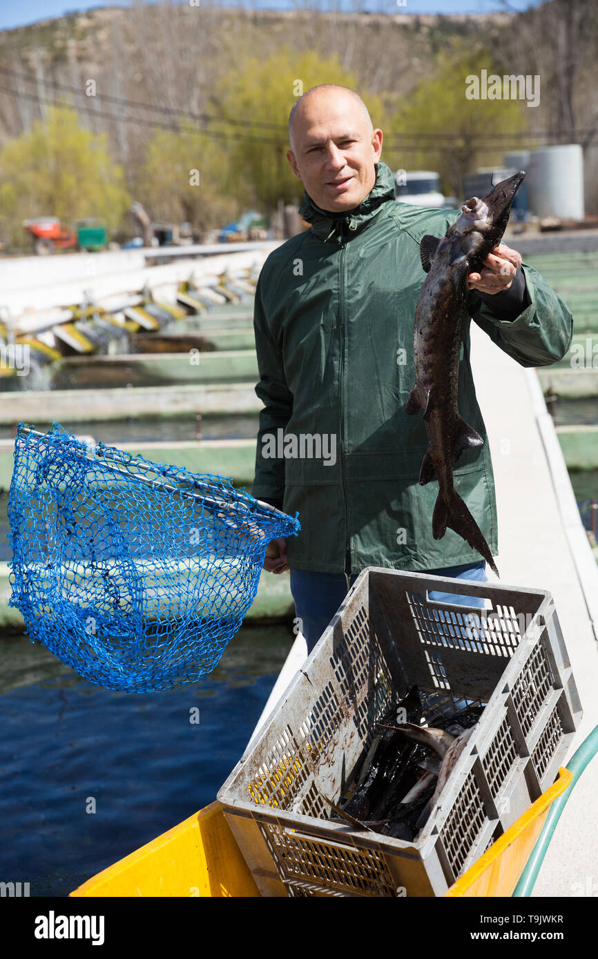 Portrait of man fish farm worker catching sturgeon at pool Stock Photo ...