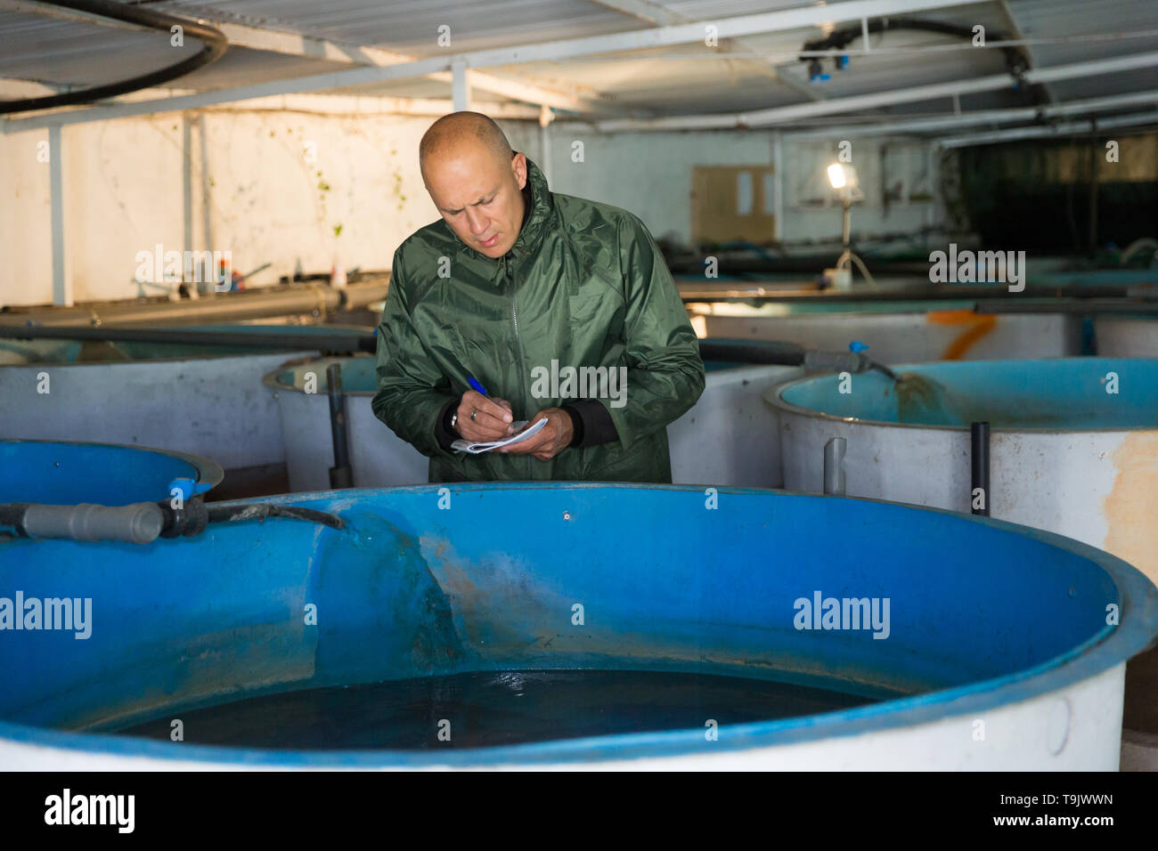 Man in working clothes controlling fish growth in trout hatchery ...