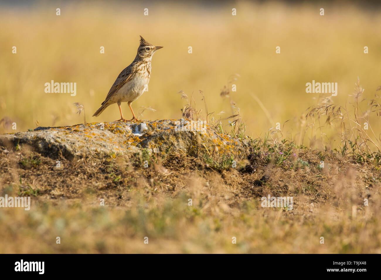 Field lark hi-res stock photography and images - Alamy